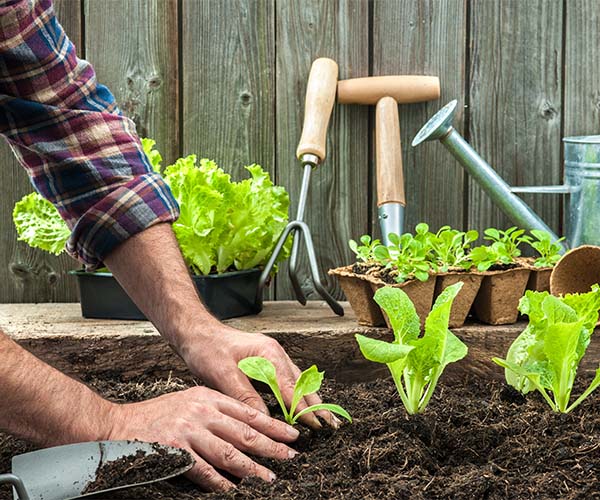 The Ultimate Vegetable Planting Guide For Melbourne | All Green